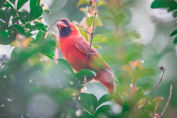 Costa rica red bird images libres de droit, photos de Costa rica red ...