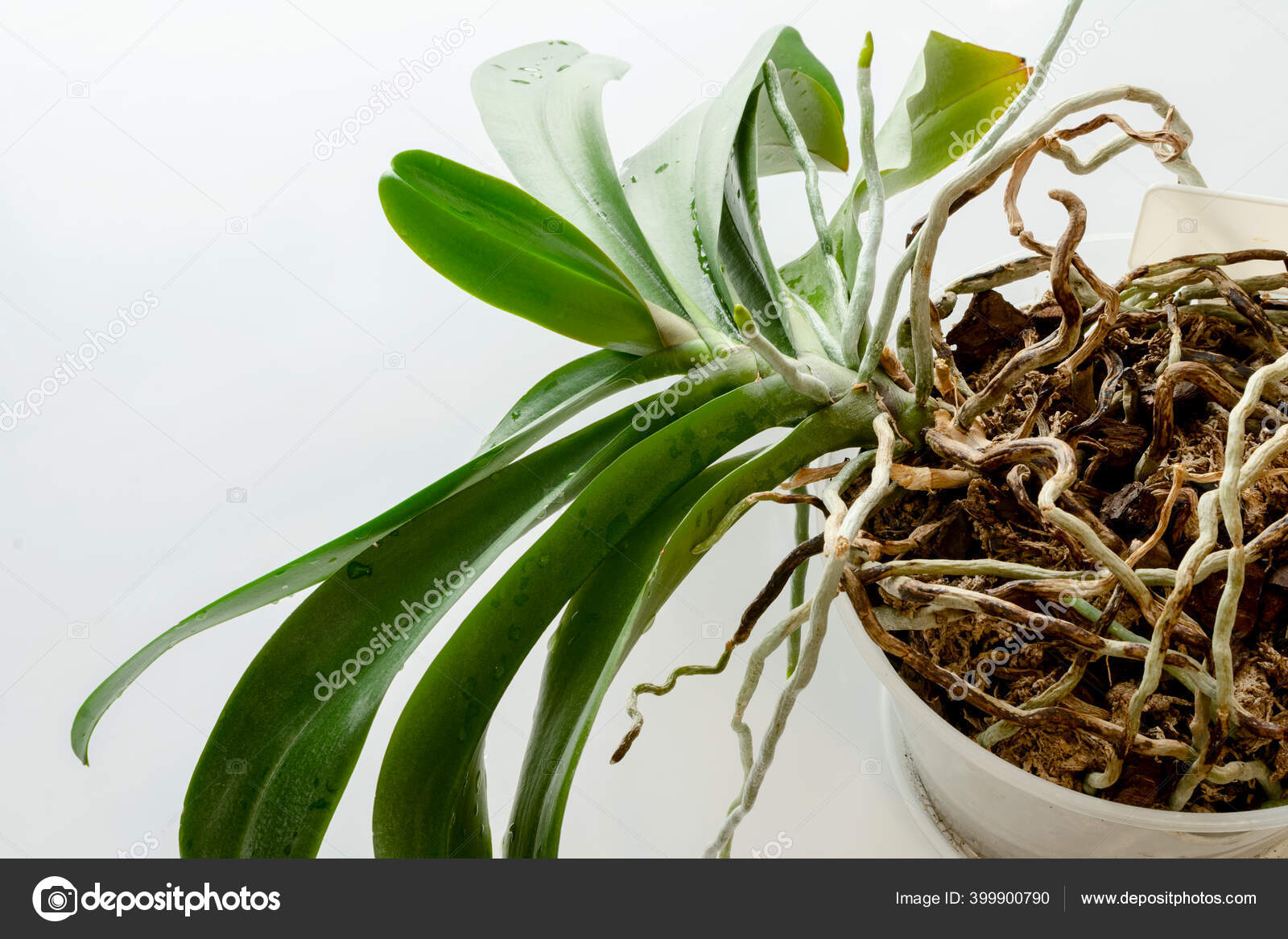 Orchid Plant Roots