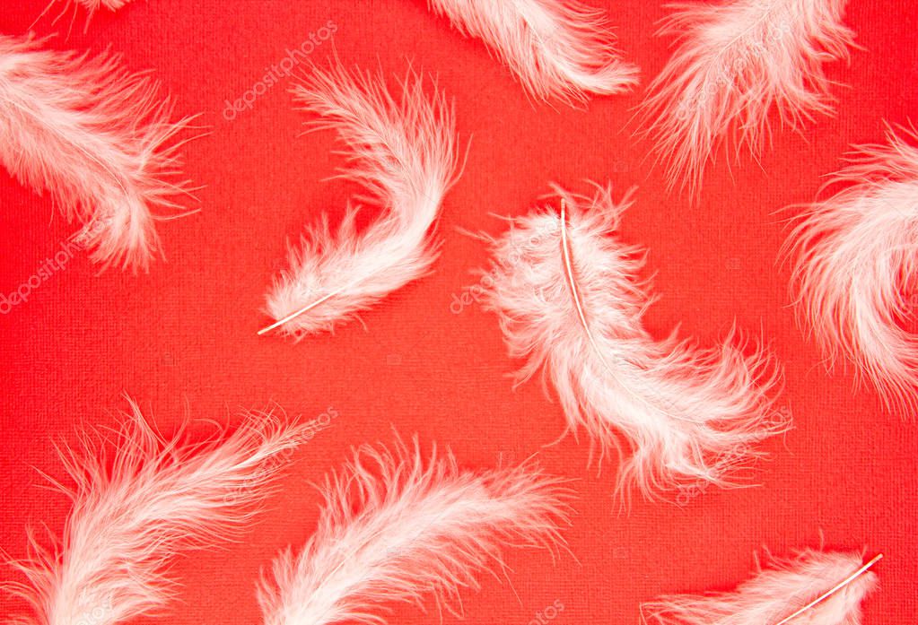 Gentle soft white feathers pattern over pastel background — Stock Photo ...
