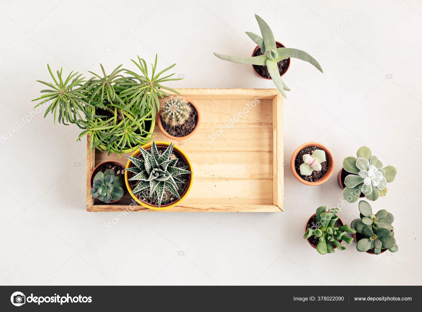 Potted Plants Top View