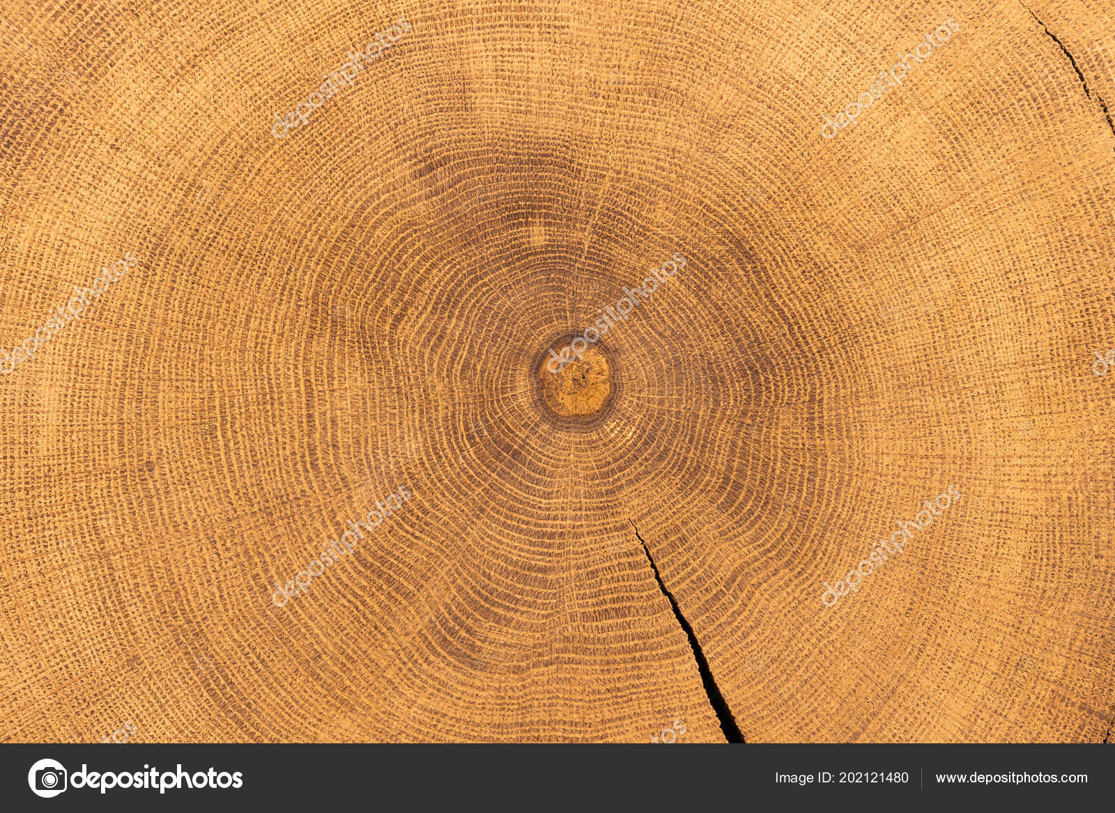 Oak Tree Rings