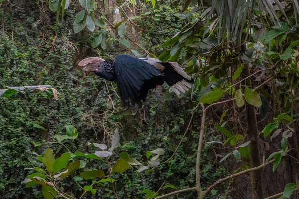 series of photos depicting various species of birds and amphibians in ...