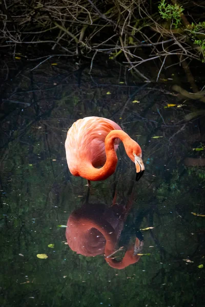 Fauna float Stock Photos, Royalty Free Fauna float Images | Depositphotos