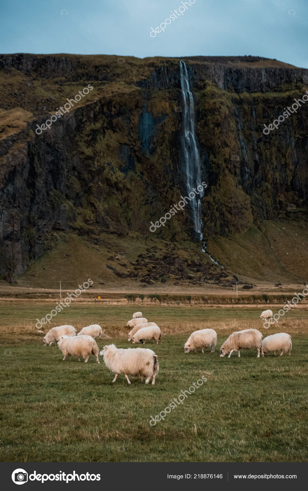 Picturesque Waterfall Grazing Sheep Iceland Nordic Nature Stock Photo ...
