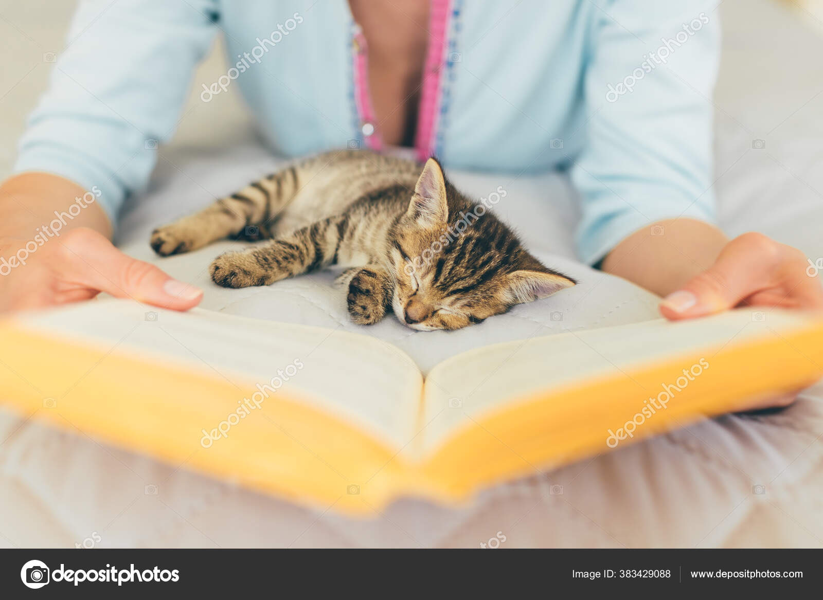 Kitten Studying