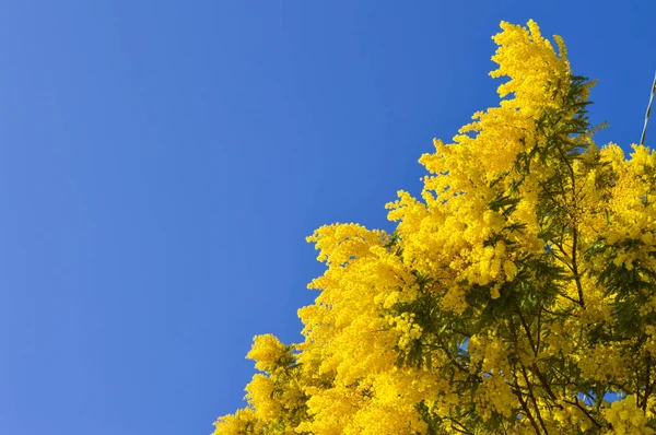 Mustard tree Stock Photos, Royalty Free Mustard tree Images | Depositphotos