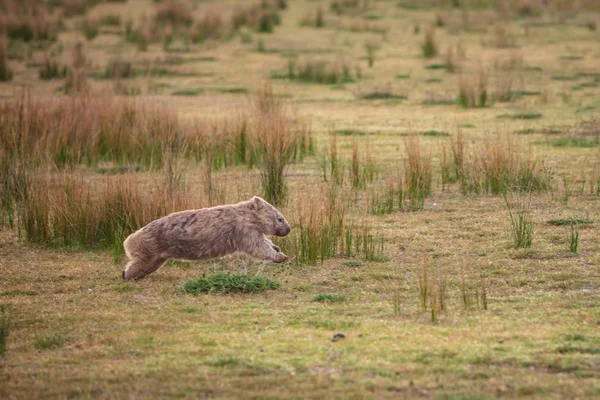 Wombat Stock Photos, Royalty Free Wombat Images | Depositphotos