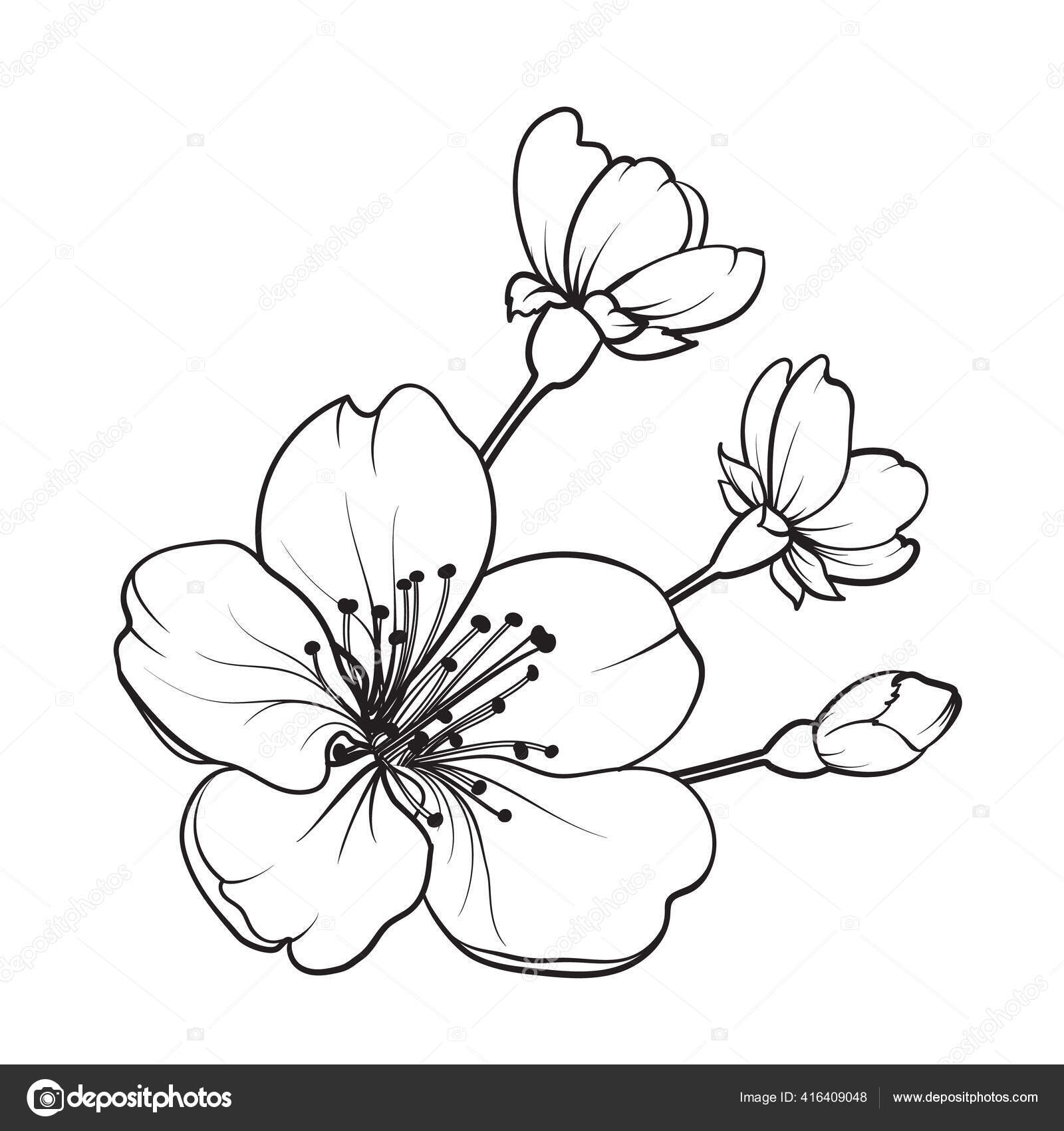 Single Cherry Blossom Drawing