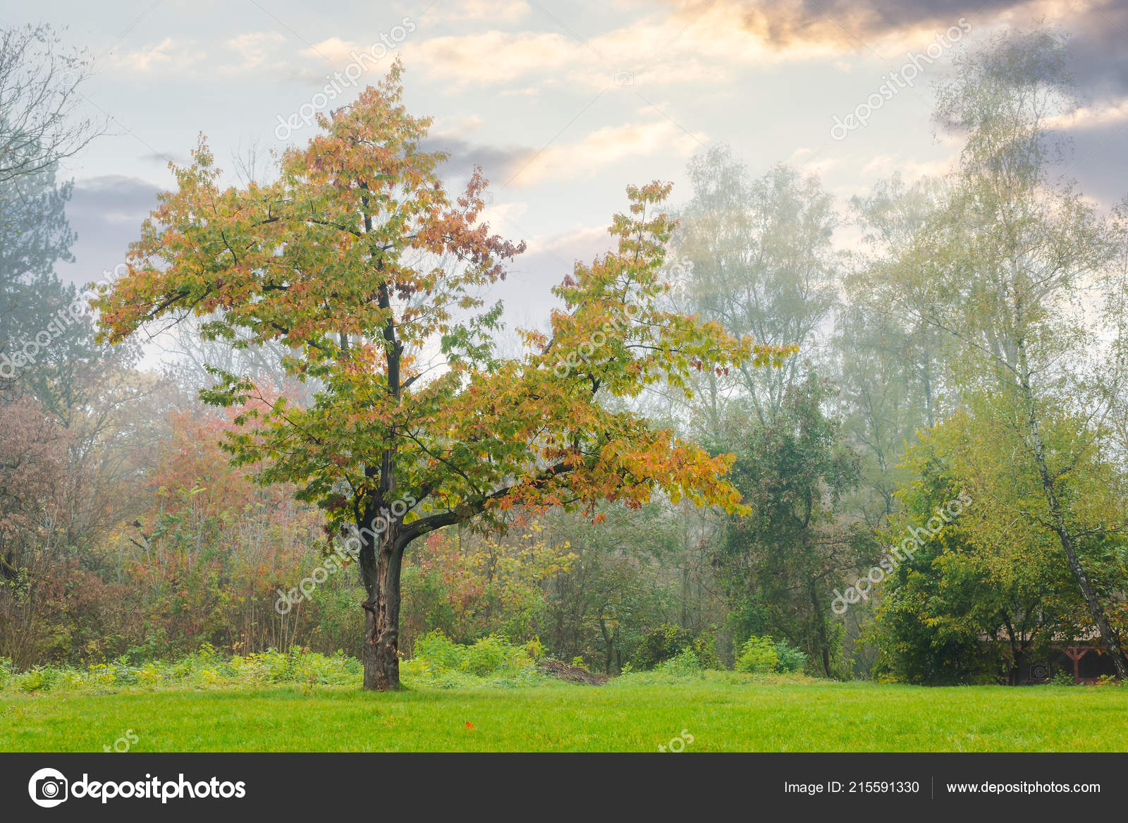 Oak Tree Grassy Park Meadow Lovely Foggy Autumn Nature Scenery — Stock ...