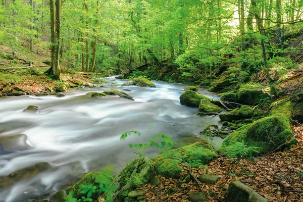 Bosque rio fotos de stock, imágenes de Bosque rio sin royalties ...