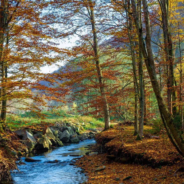 mountain water stream in the beech forest. beautiful nature scenery in ...