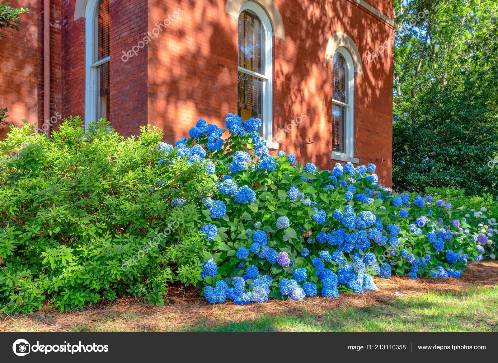 Mass Planting Blue Hydrangea Campus University Mississippi Stock Photo ...