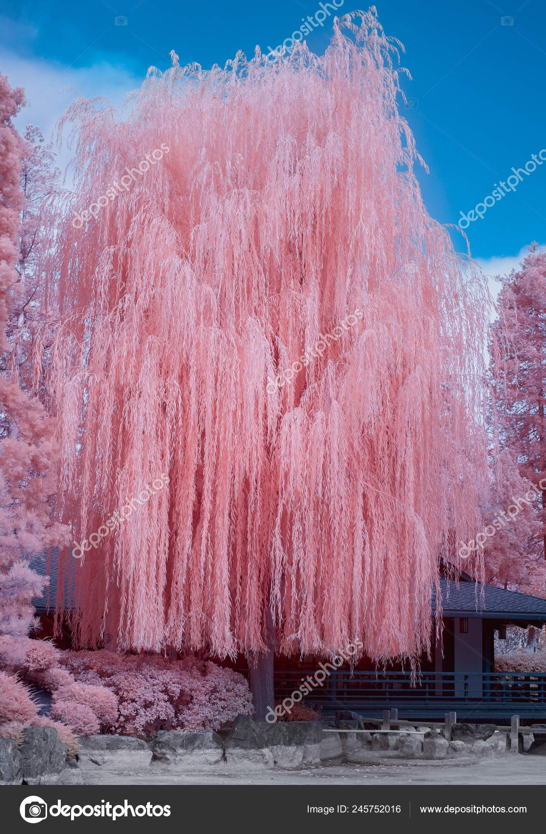 The Pink Willow Tree In Front Of Water Background,, 60% OFF