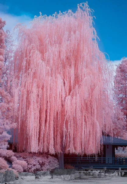 Pink Willow Trees