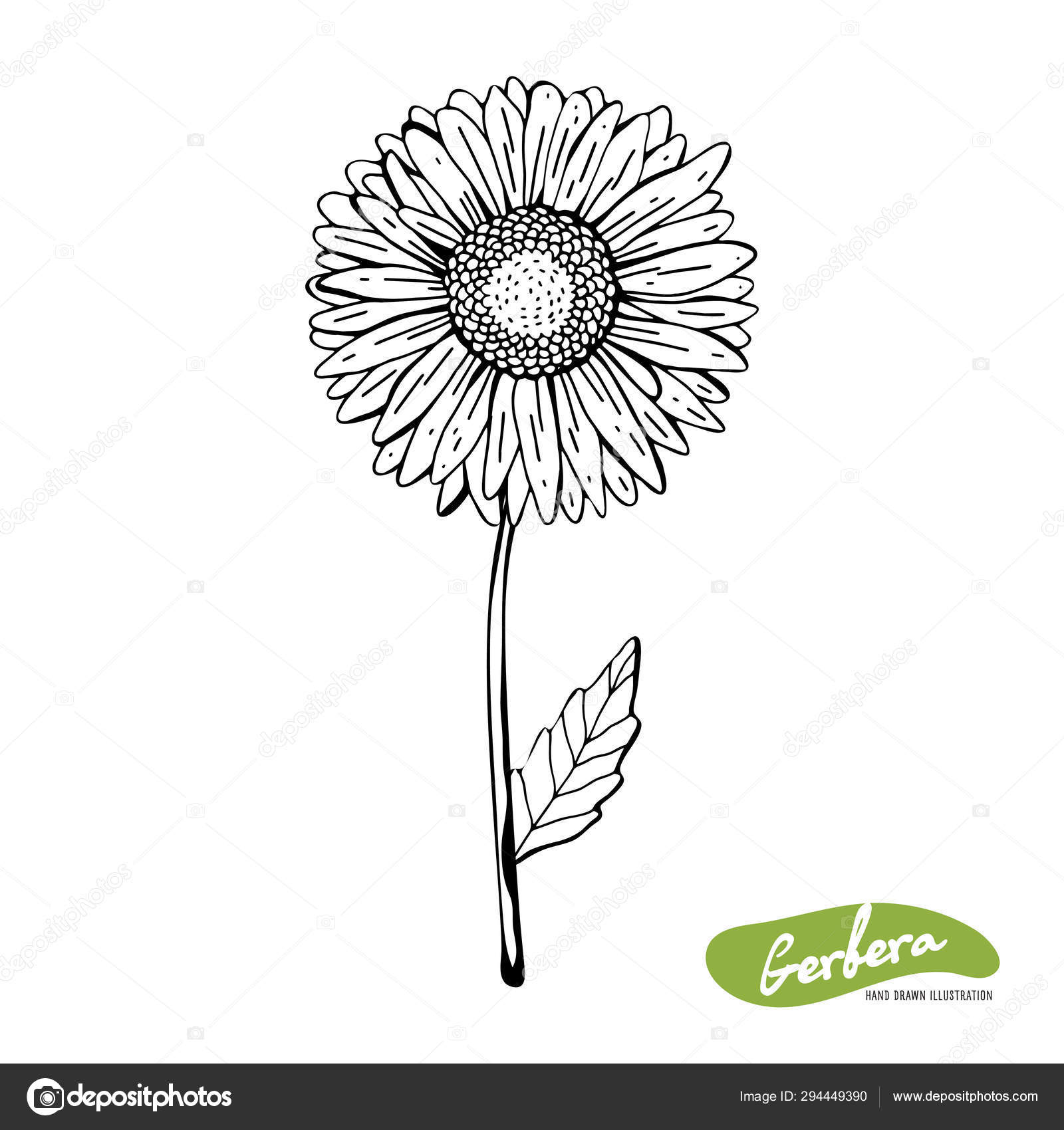 Gerber Daisy Drawing