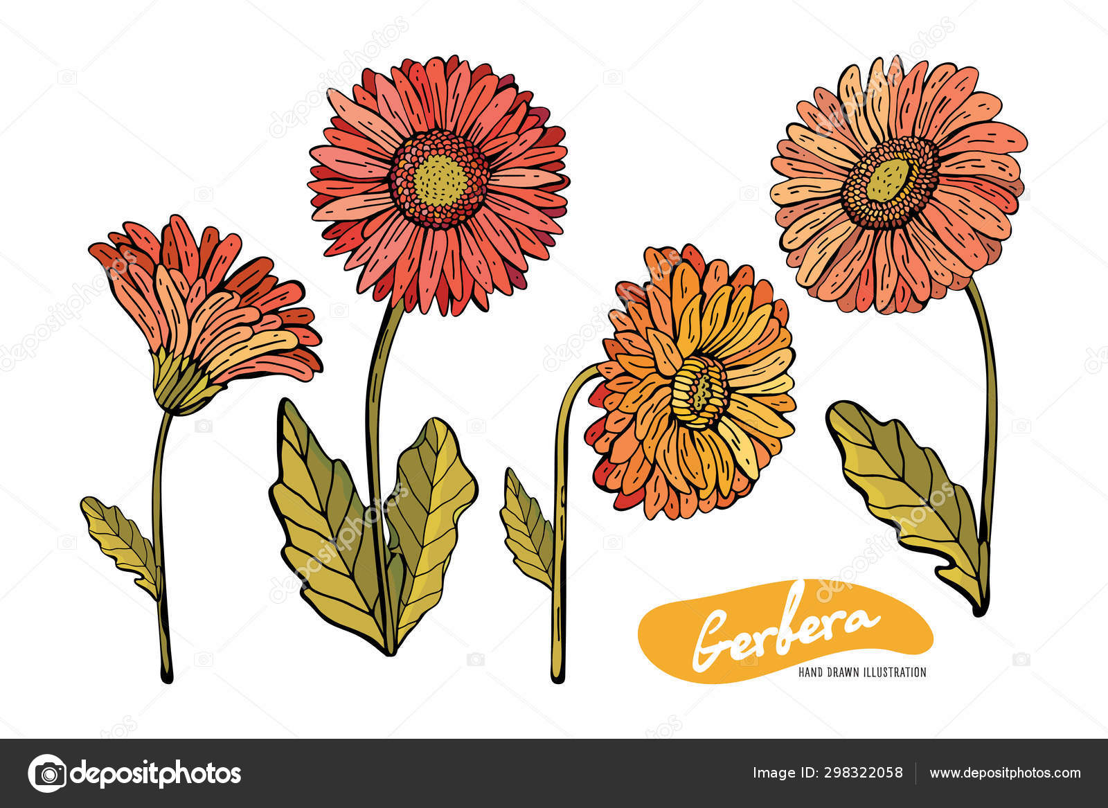 Set of Gerberas red, orange, pink, yellow isolated on white background ...