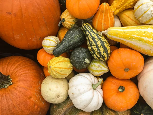 A pile of squash different color orange yellow green striped. Autumnal ...