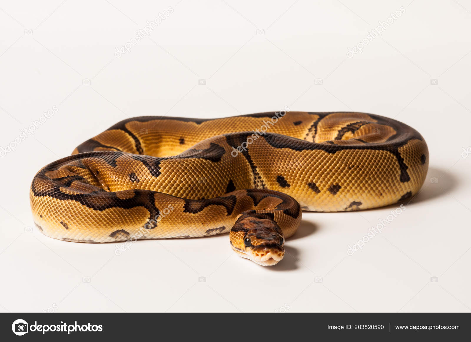 Una Bola Python Morph Con Fondo Blanco — Foto de stock #203820590 ...