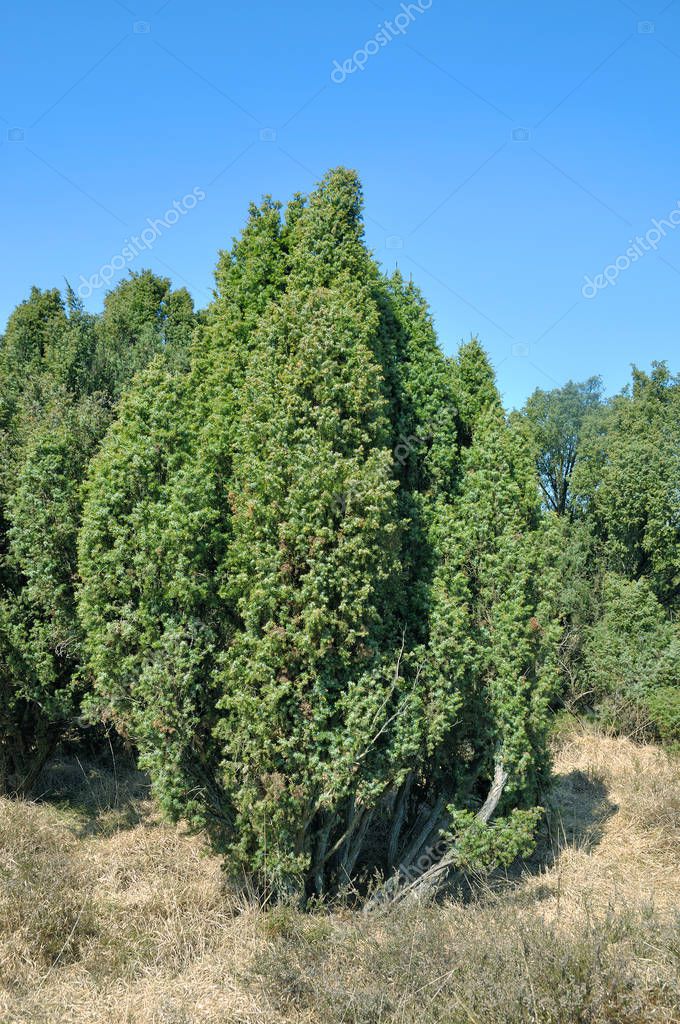 Arbusto común de enebro (Juniperus communis) 2024