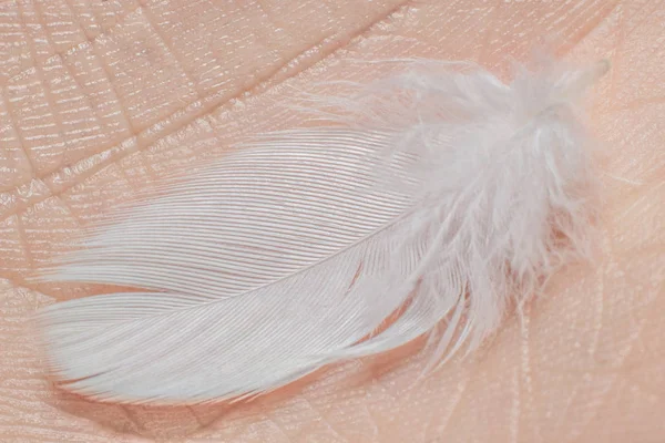 Angel feather Stock Photos, Royalty Free Angel feather Images ...