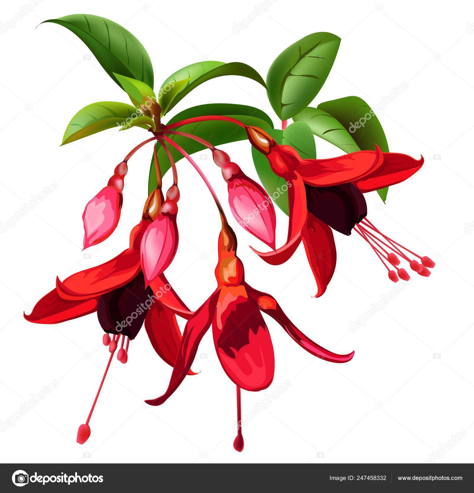 Fuchsia Flower Vector Illustration Stock Vector by ©amsure7.gmail.com ...