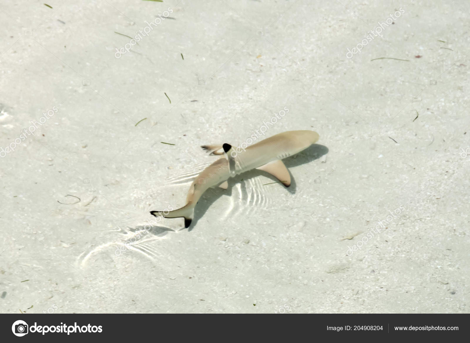 Baby Black Tip Reef Shark