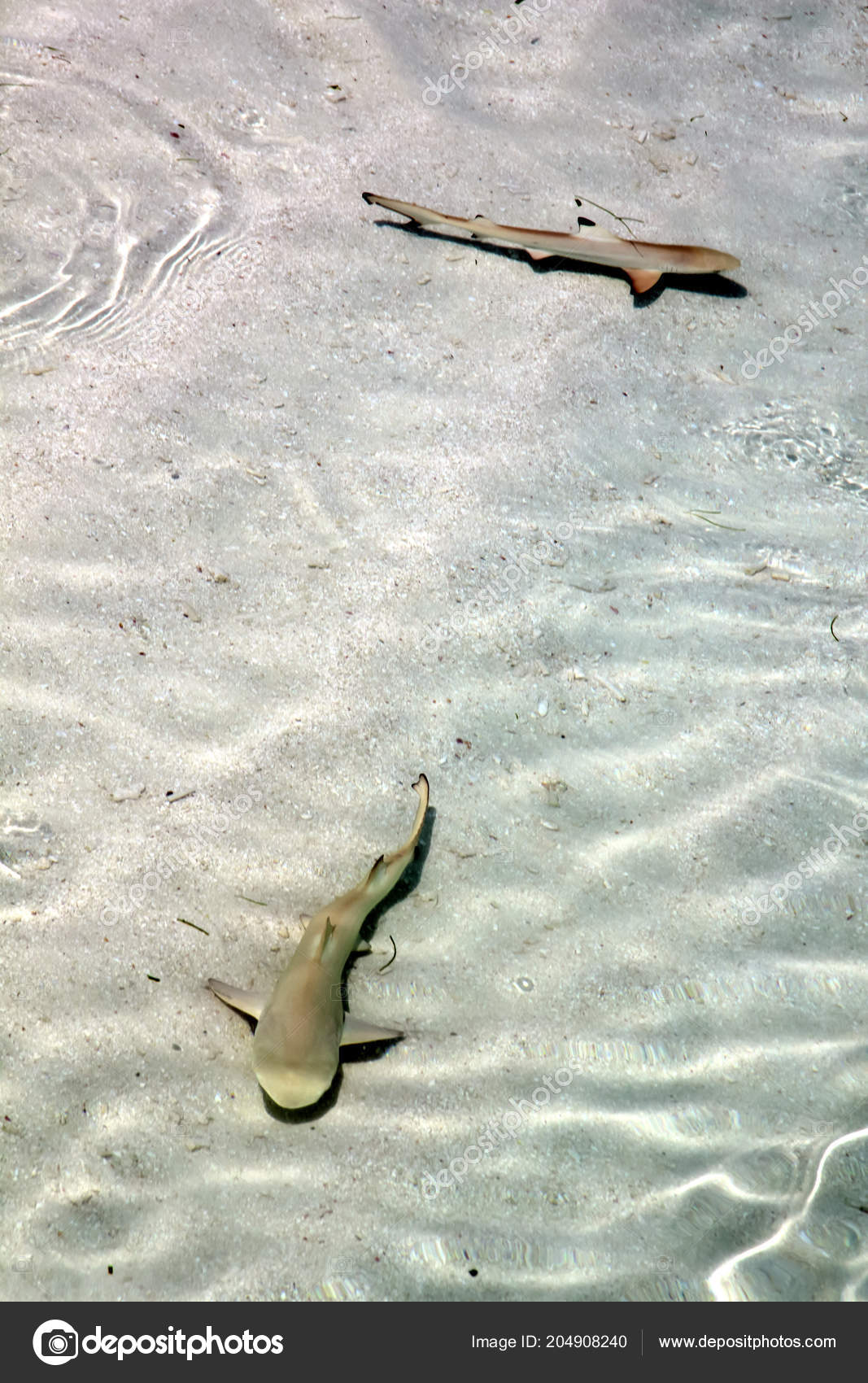 Baby Black Tip Reef Shark