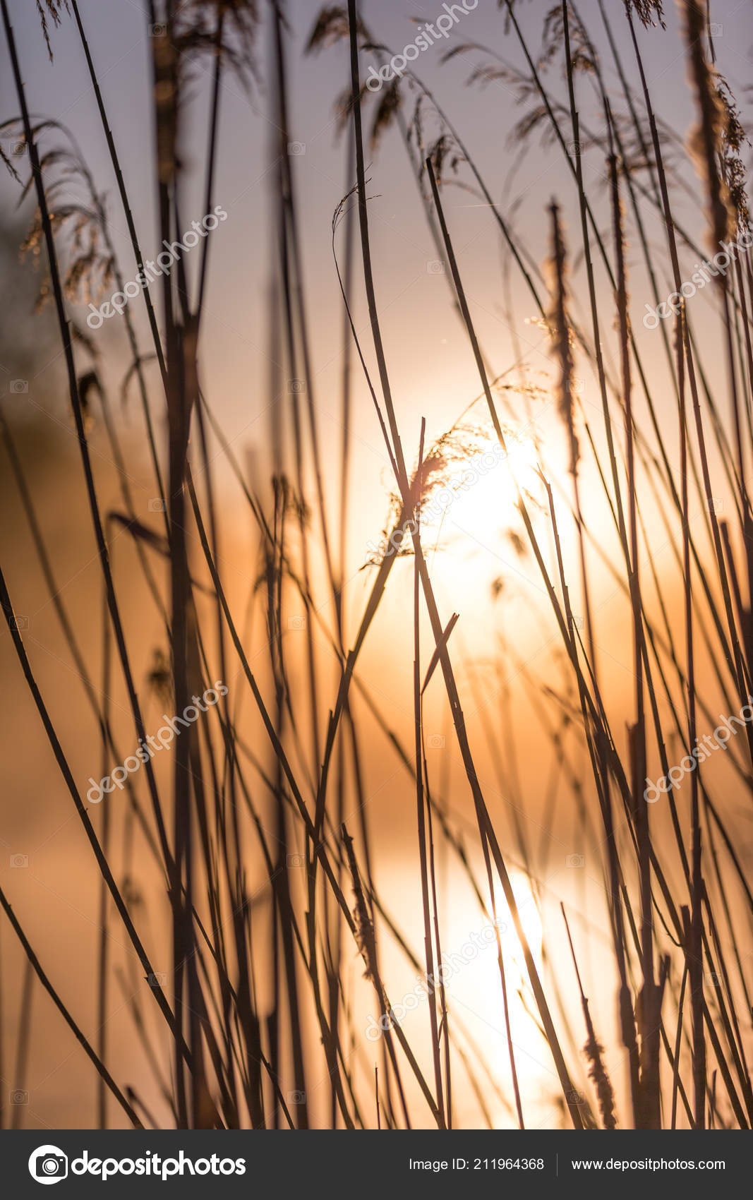 Sunrise High Wild Grasses Misty Morning Spring Stock Photo by ©Angelina ...