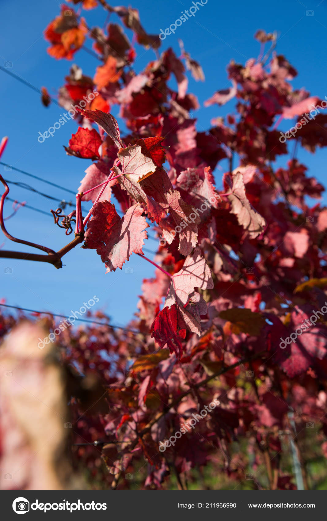 Red Vine Leaves Blue Sky Sunny Day — Stock Photo © Angelina_Cecchetto ...