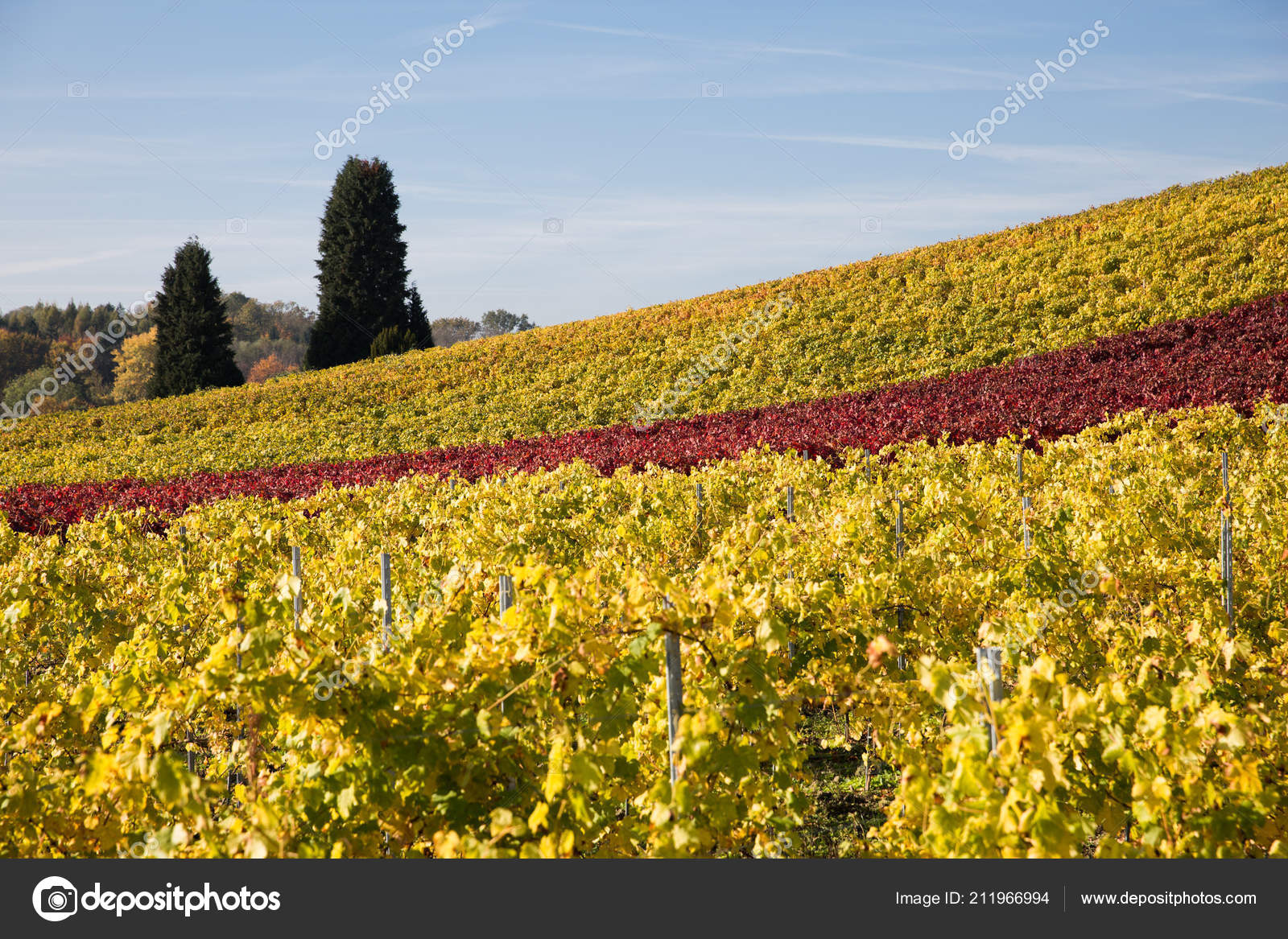 Vineyard Rows Yellow Green Red Vine Plants Blue Sky Stock Photo by ...
