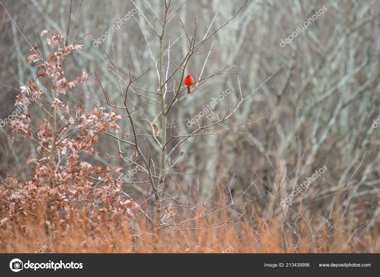 Red Cardinal Bird Natural State Park Winter — Stock Photo © Angelina ...