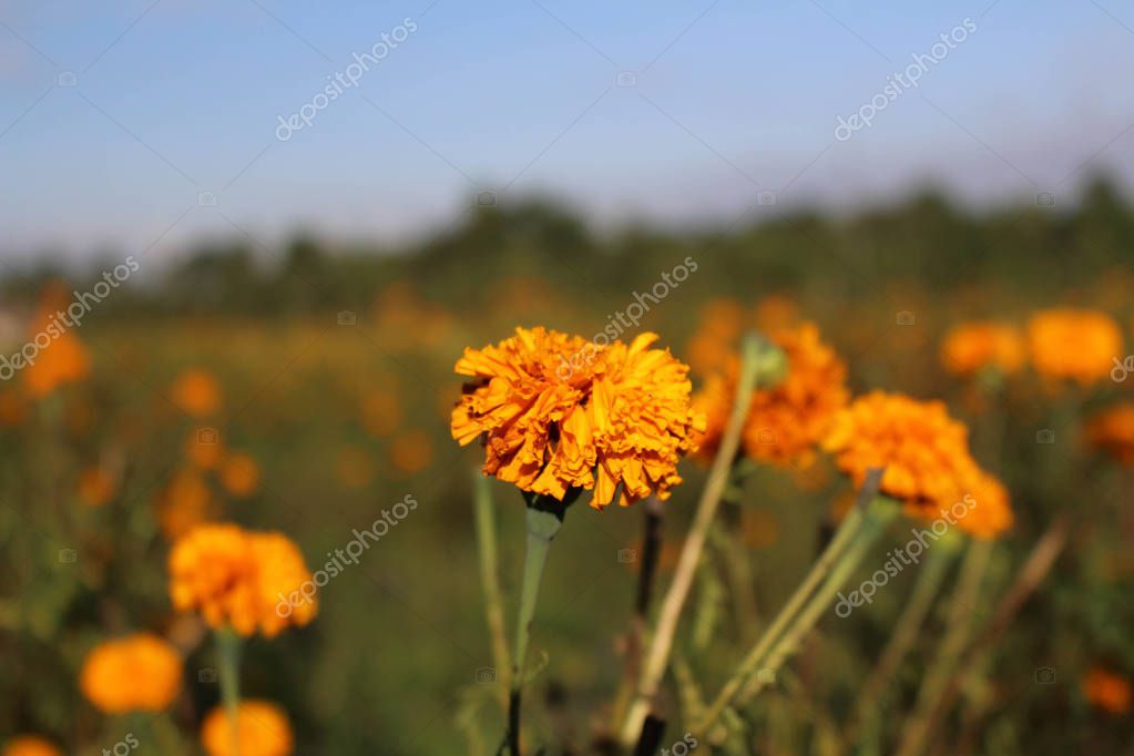 Las flores de cal ndula o localmente conocido como "gemitir". Tomado en ...