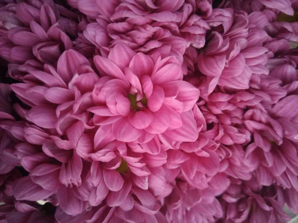 Mono flower Images - Search Images on Everypixel