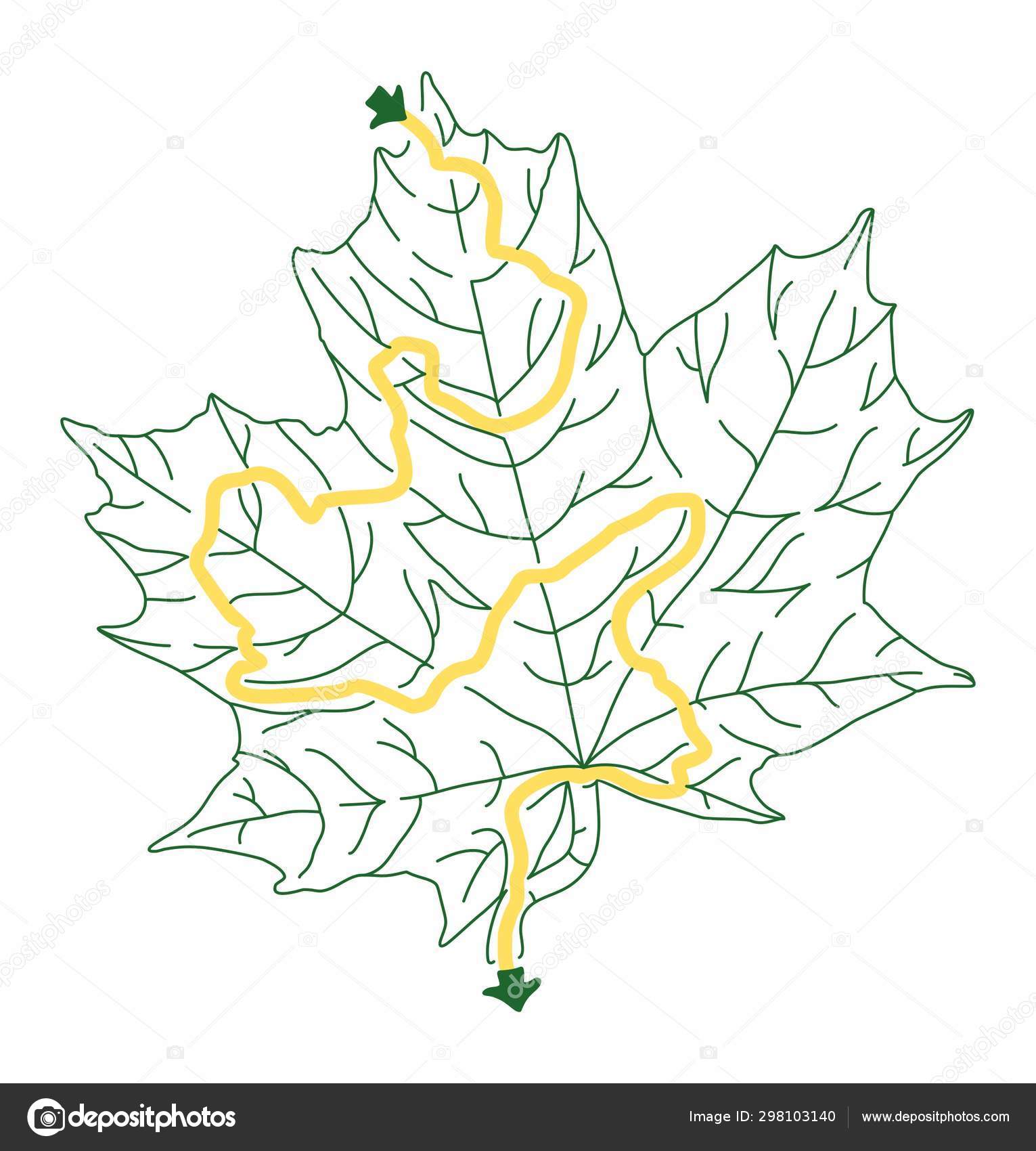 Maple Maze Coloring Sheet Stock Vector Image by ©like_iren #298103140