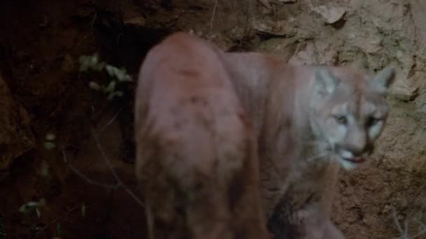 203 Puma Stock Videos, Royalty-free Puma Footage | Depositphotos®