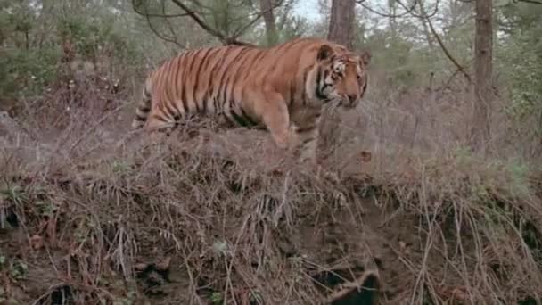 Tiger Peering Side Cliff Running Away 1980S — Stock Video © everett225 ...