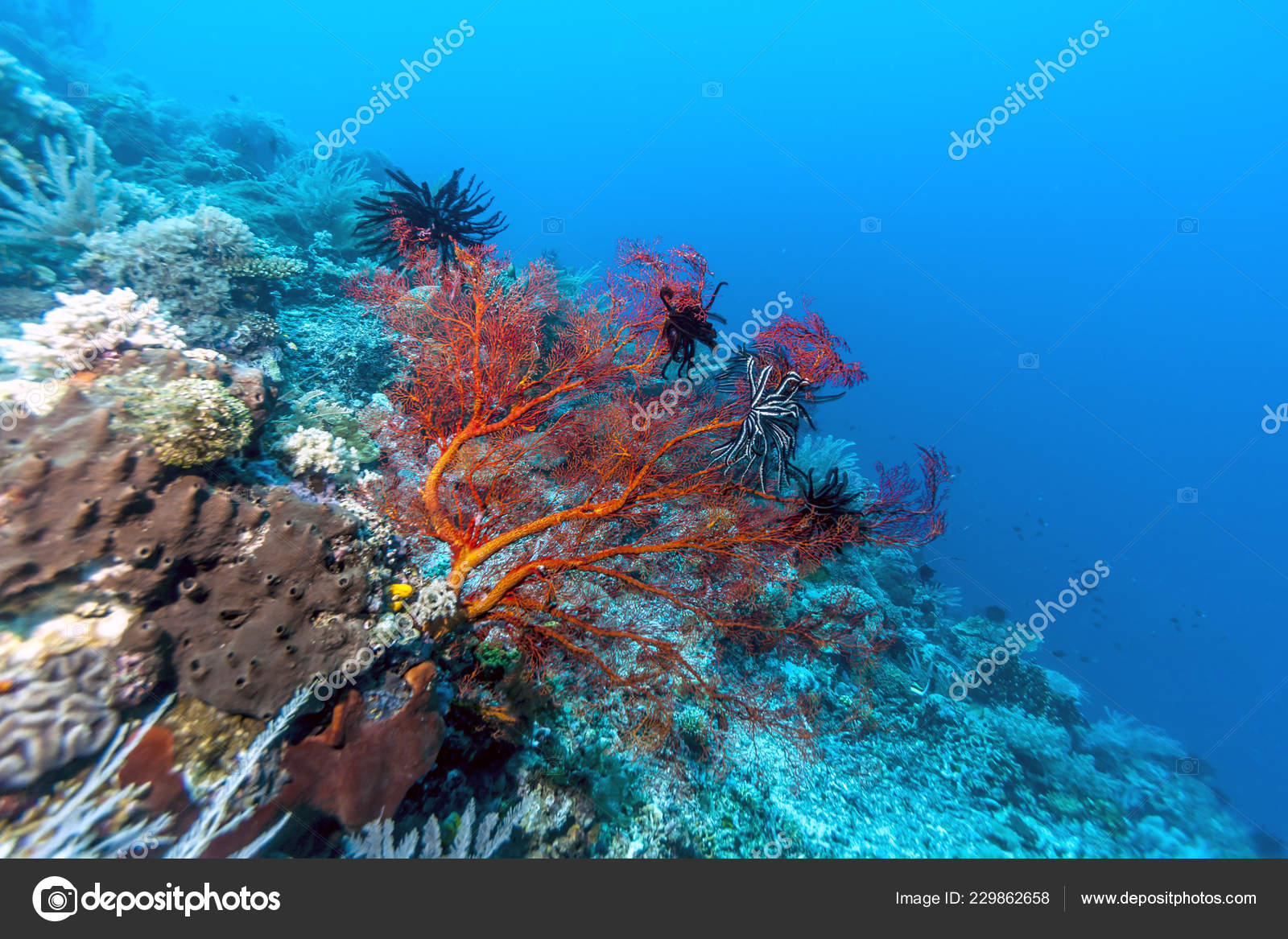 Corall Reef Coast Bali Indonesia Stock Photo by ©johnanderson 229862658
