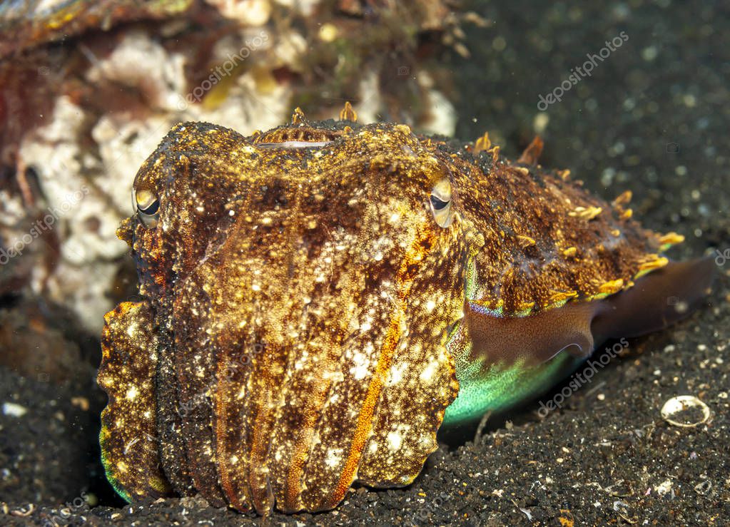 Las sepia o las sepia son moluscos marinos del orden Sepiida, clase ...