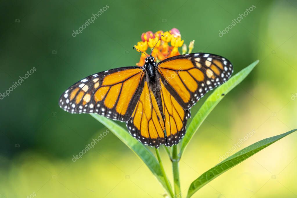 mariposa monarca o simplemente monarca, Danaus plexippus es mariposa ...