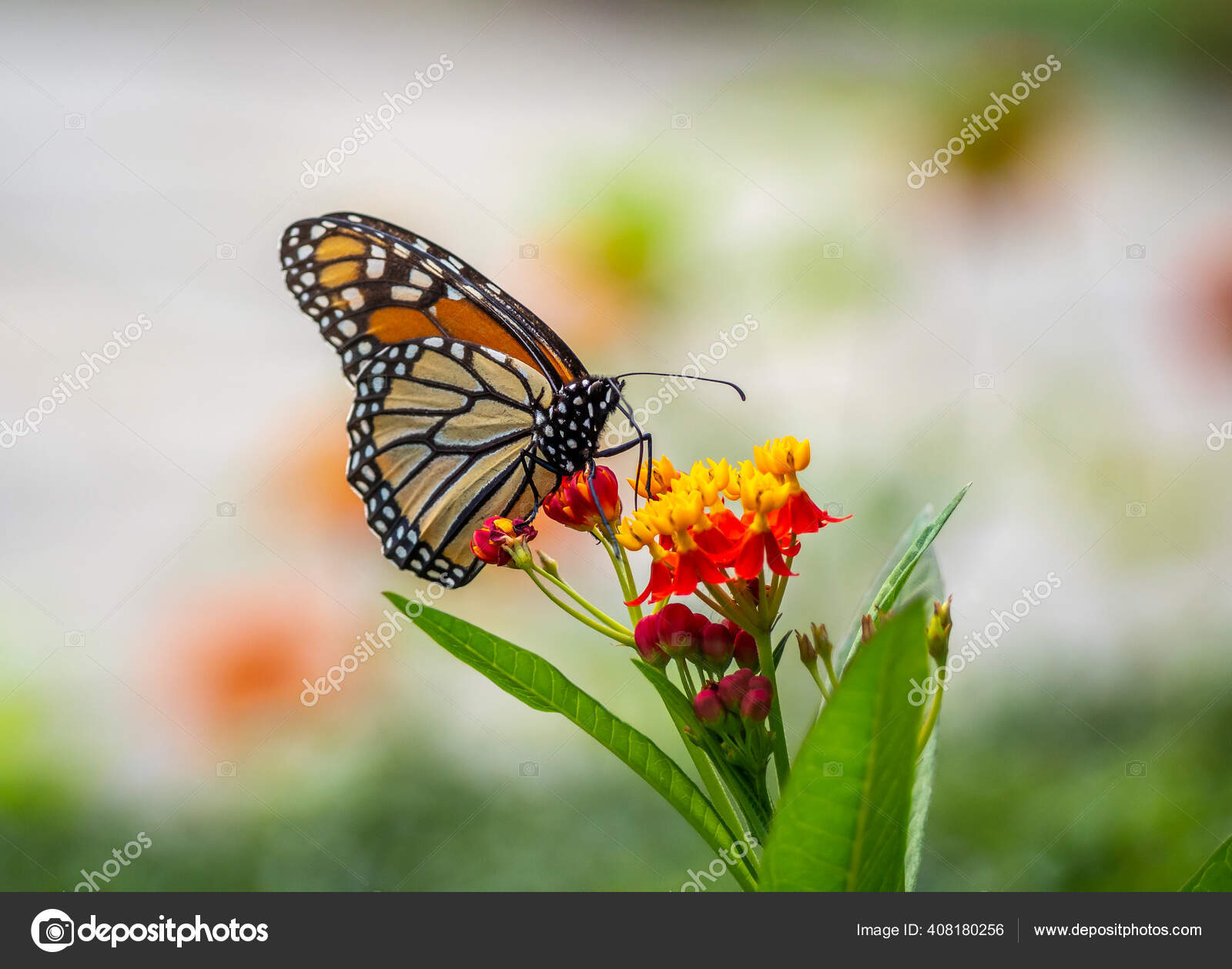 Monarch Butterfly Danaus Plexippus Milkweed Butterfly Family ...