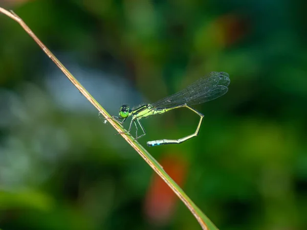 Las Damselflies son insectos del suborden Zygoptera en el orden Odonata. 2024