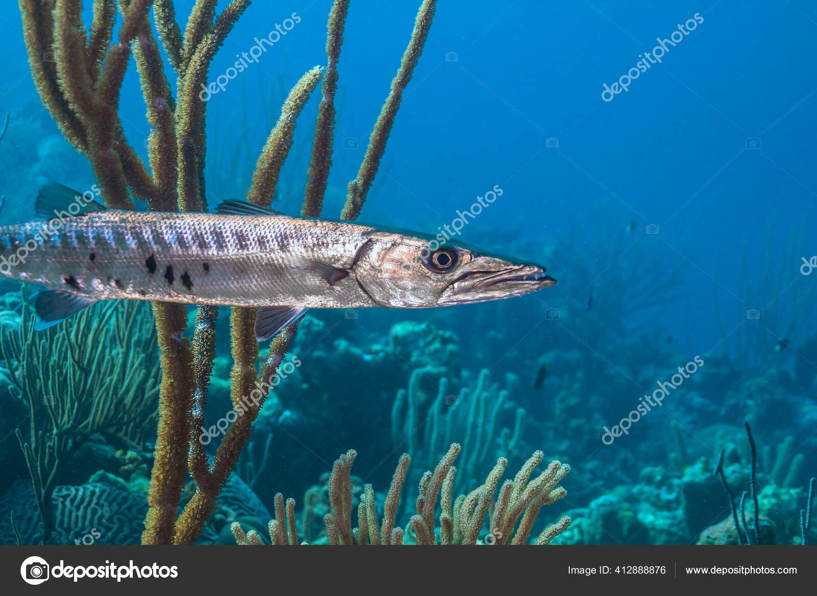 Great Barracuda