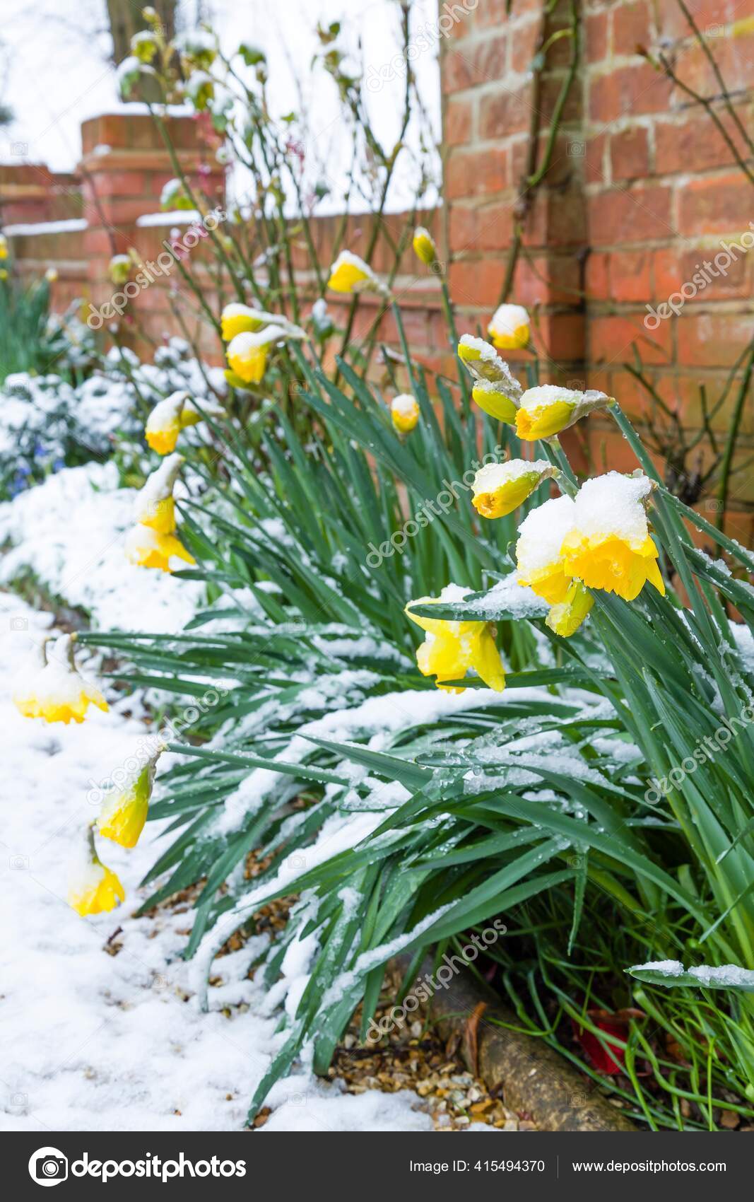 Winter Garden Flower Border Snow Daffodils — Stock Photo © paulmaguire ...