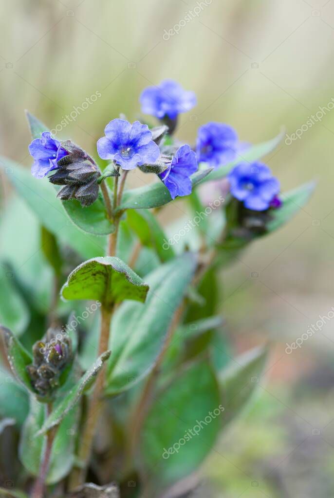 Lungwort or pulmonaria blue ensign in flower, pulmonaria angustifolia ...