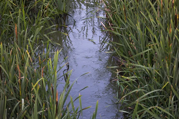 Reeds water Stock Photos, Royalty Free Reeds water Images | Depositphotos