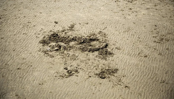 Snapping turtle footprint Stock Photos, Royalty Free Snapping turtle ...