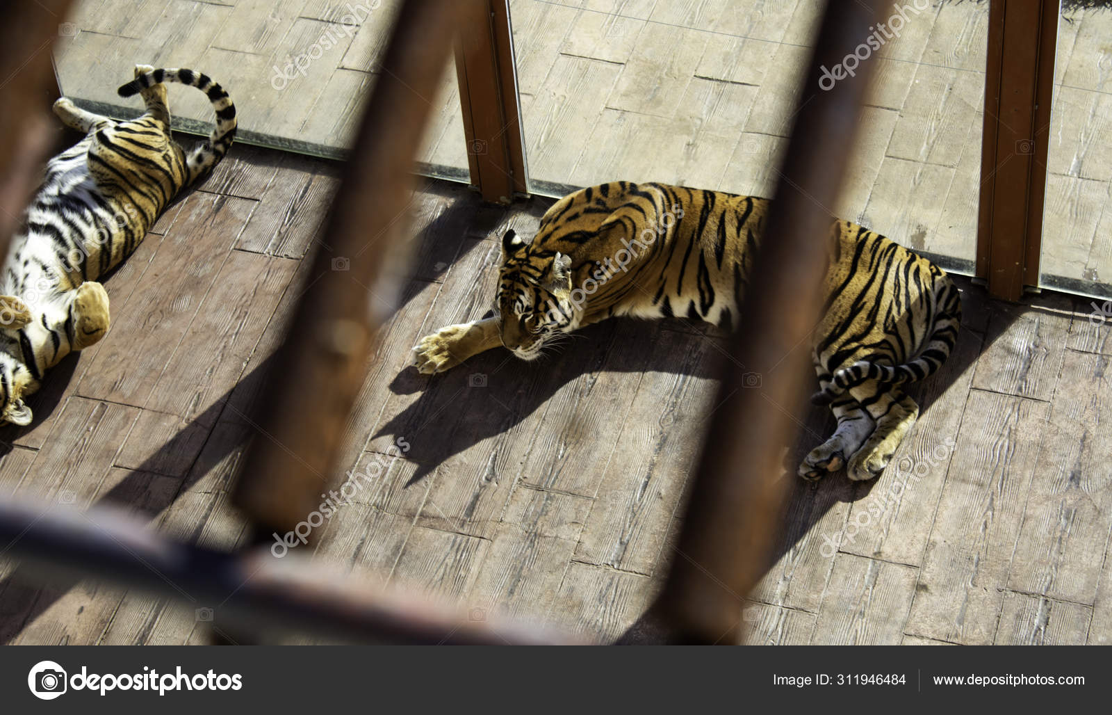 Tigers locked cages — Stock Photo © celiafoto #311946484