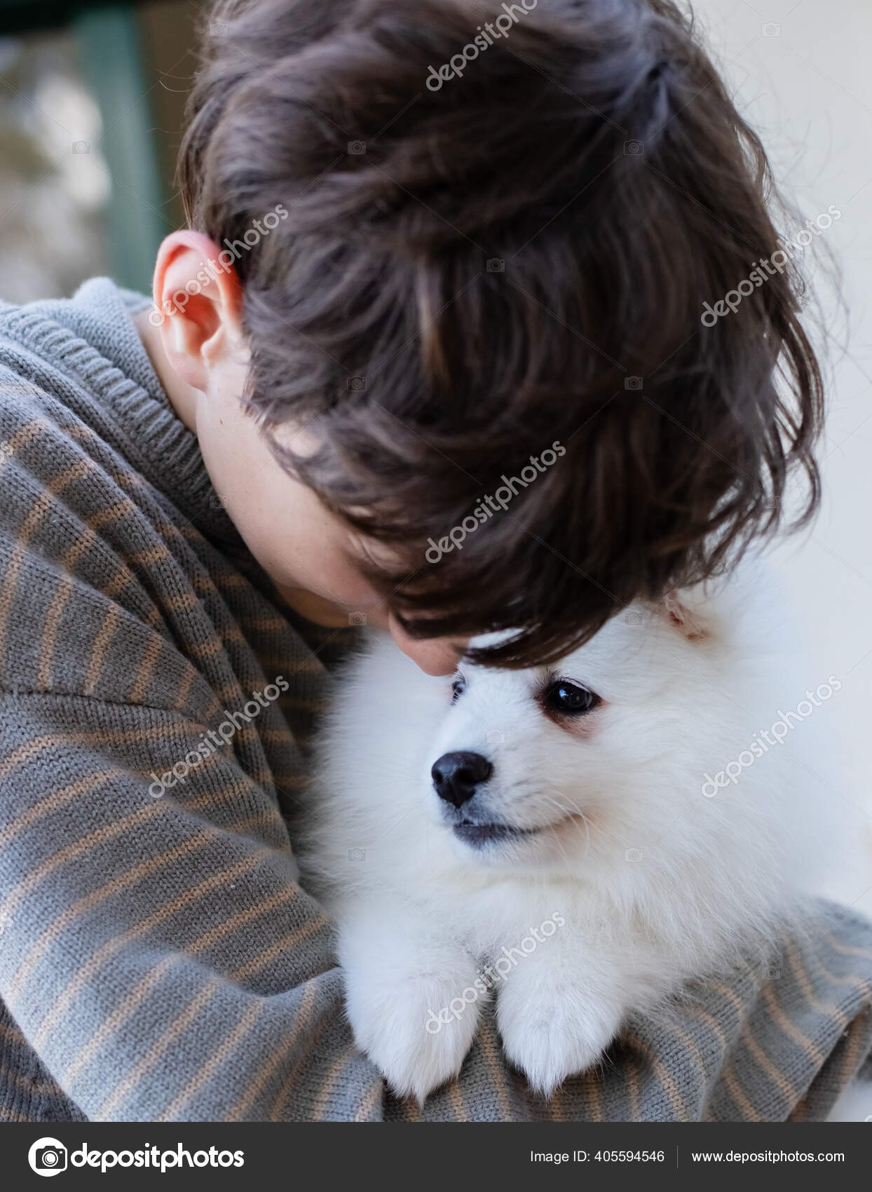 White Japanese Spitz Puppy Home — Stock Photo © volare2004 #405594546