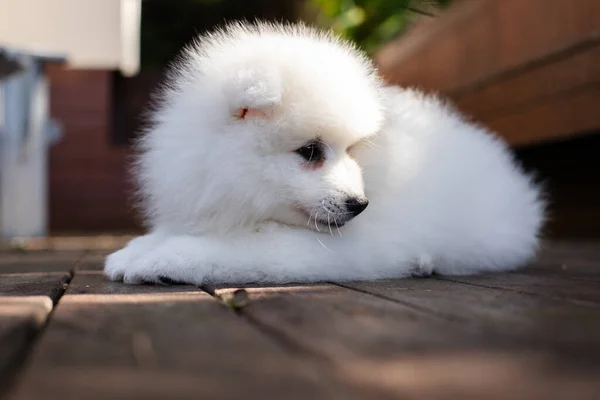 Fluffiest Puppy Ever