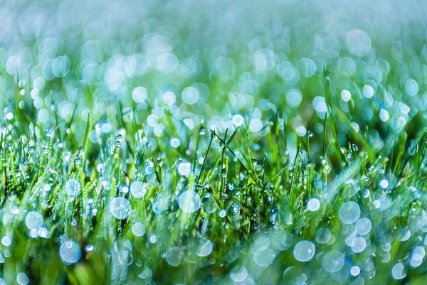 Fresh spring green grass background with bokeh effects at sunrise ...